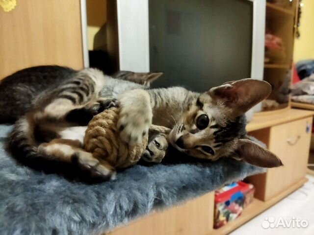 Ориентальные котята