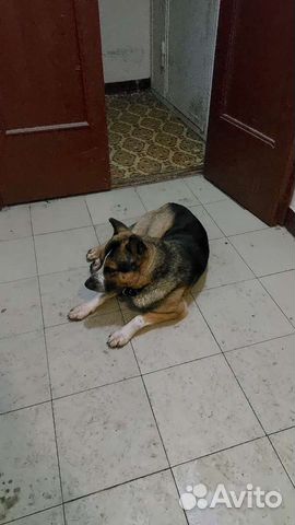 Выкинули собаку, дворняжка. Одна уже около 2 недел