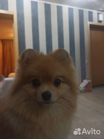 Малый немецкий шпиц вязка