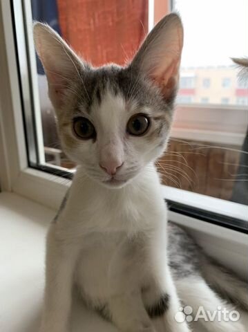 Киська в добрые ручки