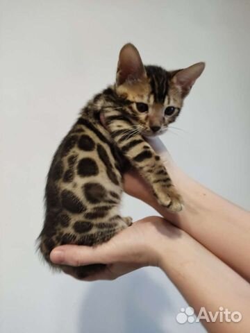 Бенгальская кошка