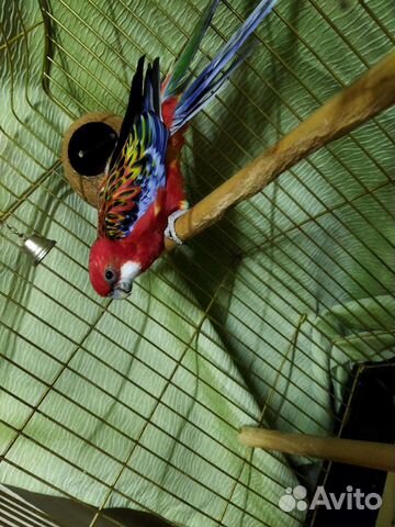 Попугай розелла