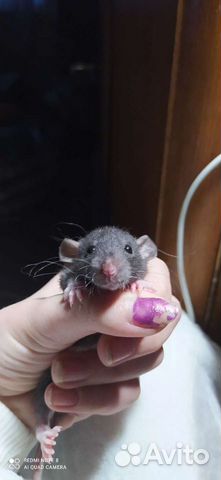 Крысята дамбо