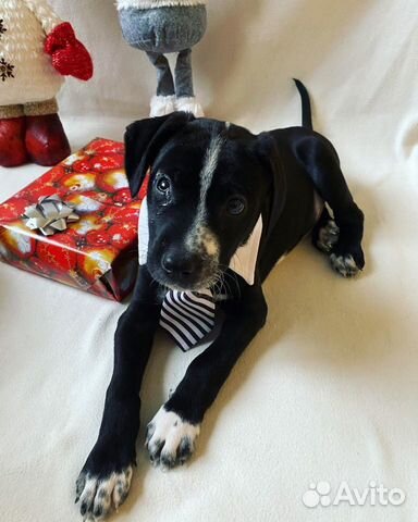 Далматинец