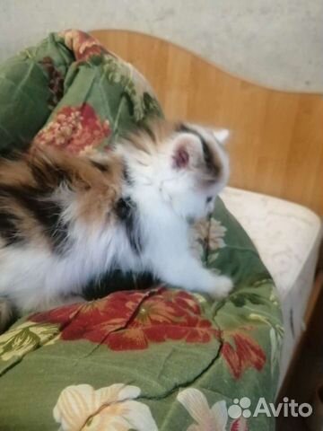 Котята в добрые руки бесплатно