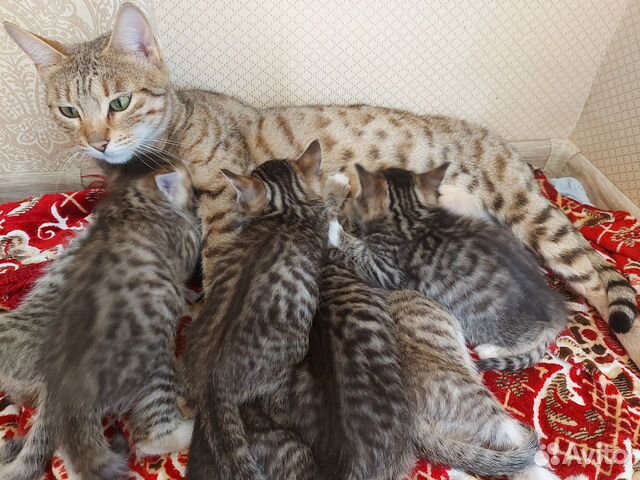 Отдам в добрые руки котят