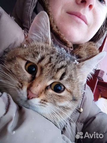 Пристраеваем кошечку, 6 мес
