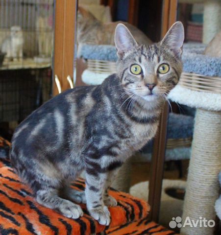 Котенок Фома в добрые руки