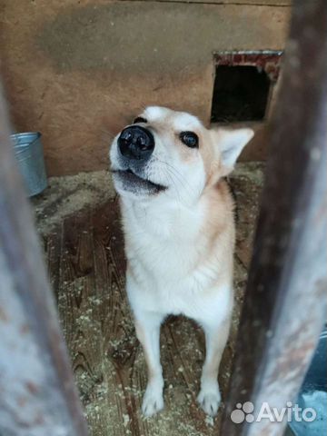 Очаровательный пёс Патрик ждёт своего хозяина