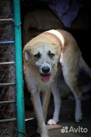Отличная собака Заря бесплатно в добрые руки