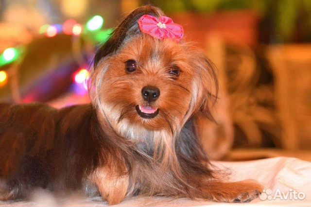 Цветной йорк девочка 1 год