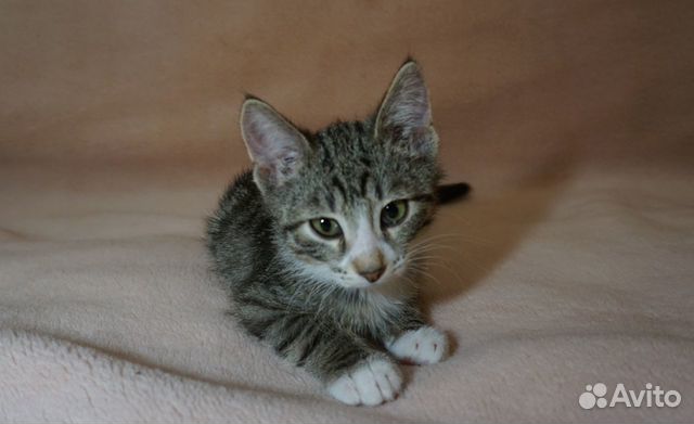 Котёнок в дар Филимошка