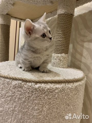 Манчкин мальчик