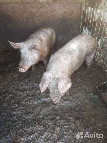 Свинка и Кабанчик на мясо