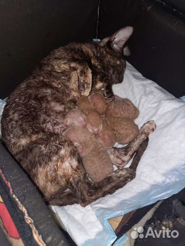 Котята корниш-рекс