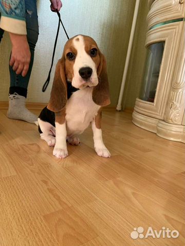 Ищем добрых папамамов, бигль щенки