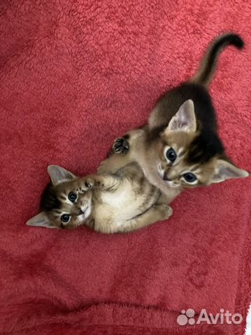 Абесинские котята, сестрички