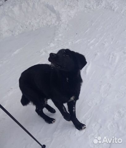 Щенок, предположительно лабрадор в добрые руки