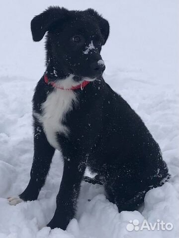 В добрые руки красавец щенок