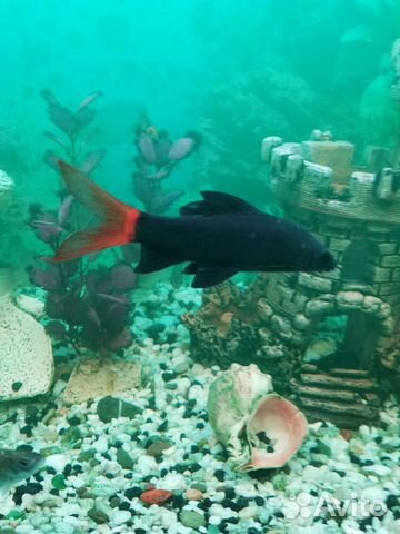 Двухцветный лабео 10-12 см