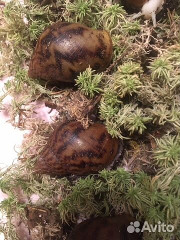 Ахатина ахатина тигр