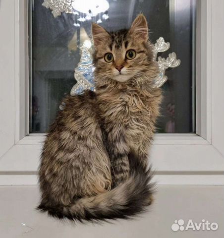 Очаровательный котейка ищет дом