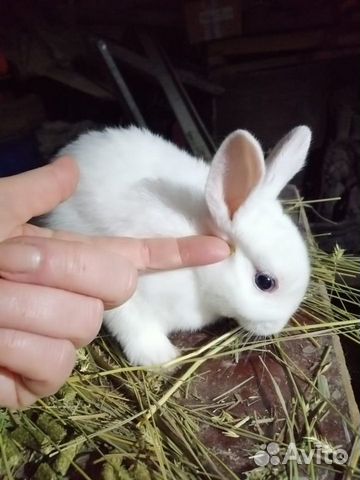 Декоративные карликовые кролики оптом