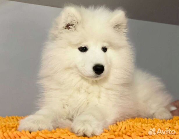 Девочка София