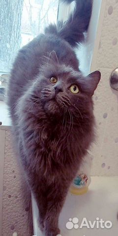 Шикарный молодой кот в добрые руки