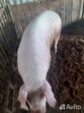 Супоросная свиноматка