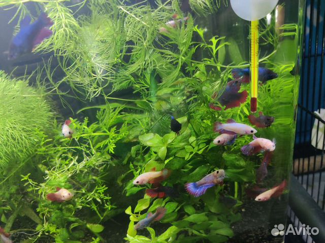 Самки петушков, курочки рыбки
