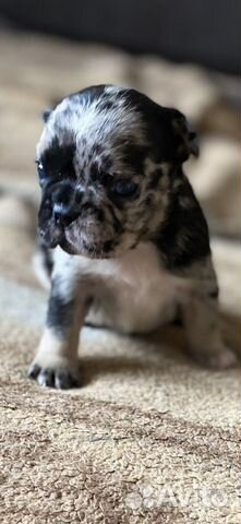 Щенки французких бульдогов