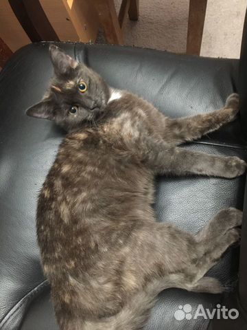 Одам в добрые руки кошечку