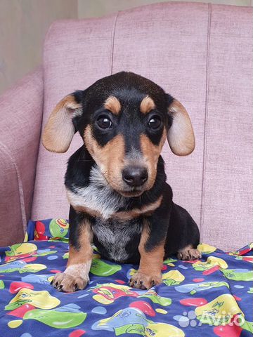 Шурочка ищет дом