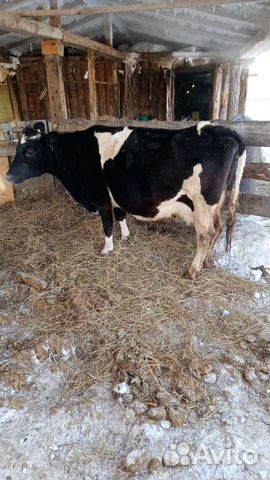 Корова дойная не стельная можно на мясо не худая