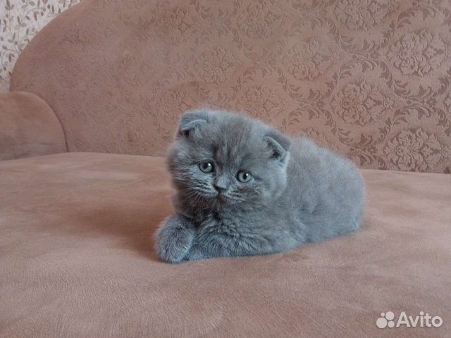 Шотланский котенок