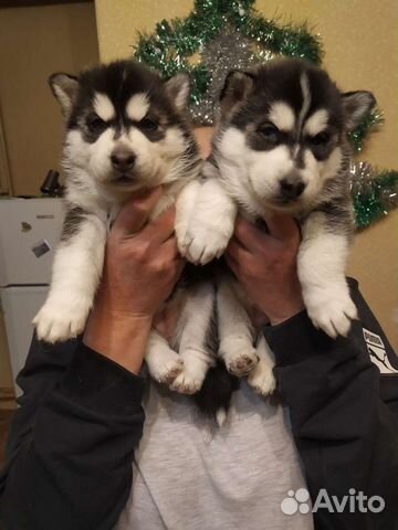 Сибирский хаски