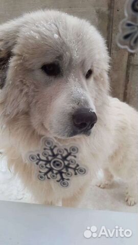 Пиренейская горная собака