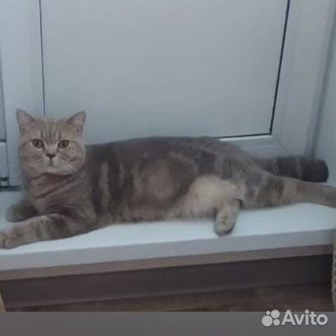 Британская