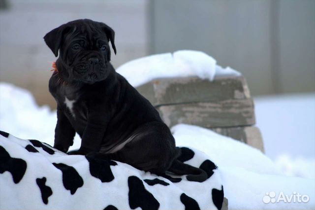 Черный мальчик Кане корсо