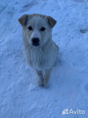 Щеночек в добрые руки