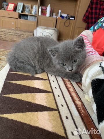 Котенок пушистый серенький