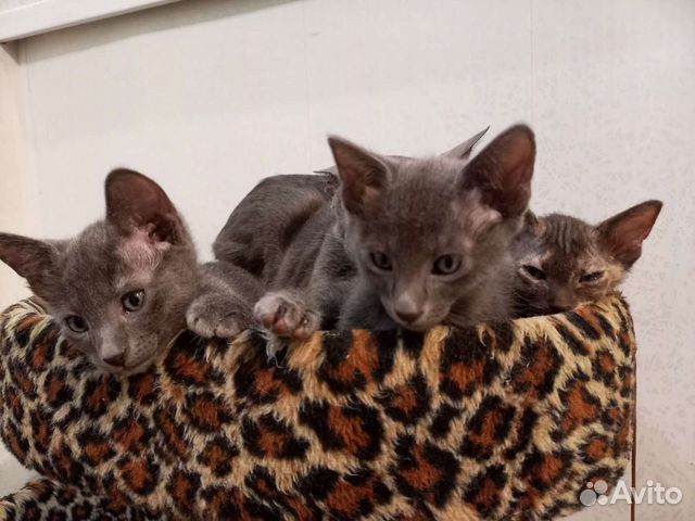 Котята ориентальные