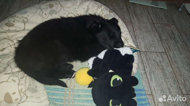 Щенок восточно европейской собаки