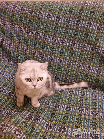 Кошка шатланская,четыре с половиной года,стерелизо