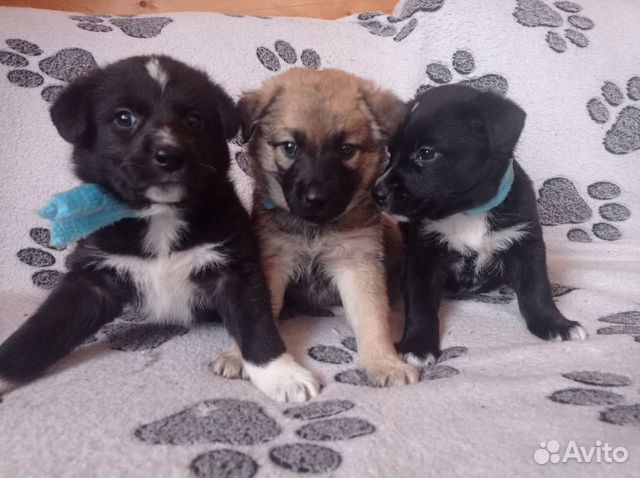 Щенята в добрые руки