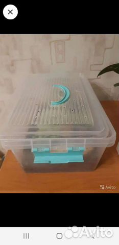 Контейнер и две улитки ахатины