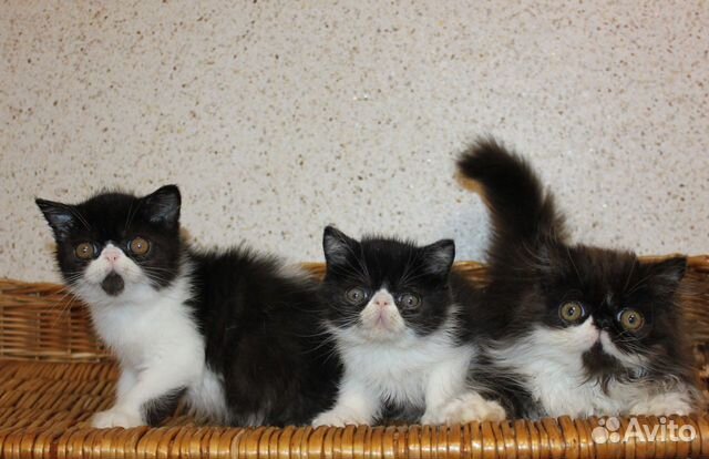 Котята персы-экзоты