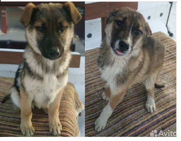 Ищем хозяев