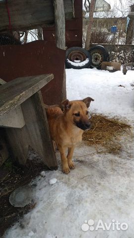 Собака в добрые руки щенок